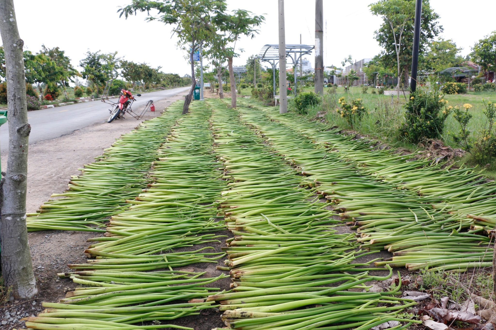 Water Hyacinth Fiber: From a Useless Plant to a Million-Dollar Industry ...
